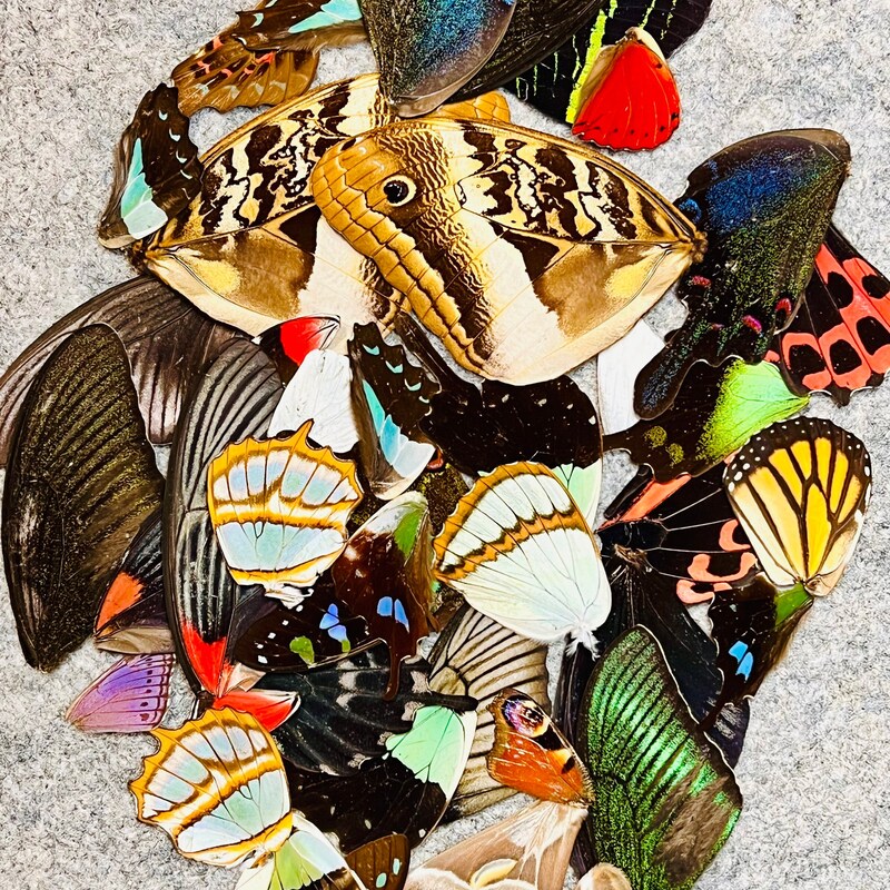 Large Butterfly Wings - Etsy