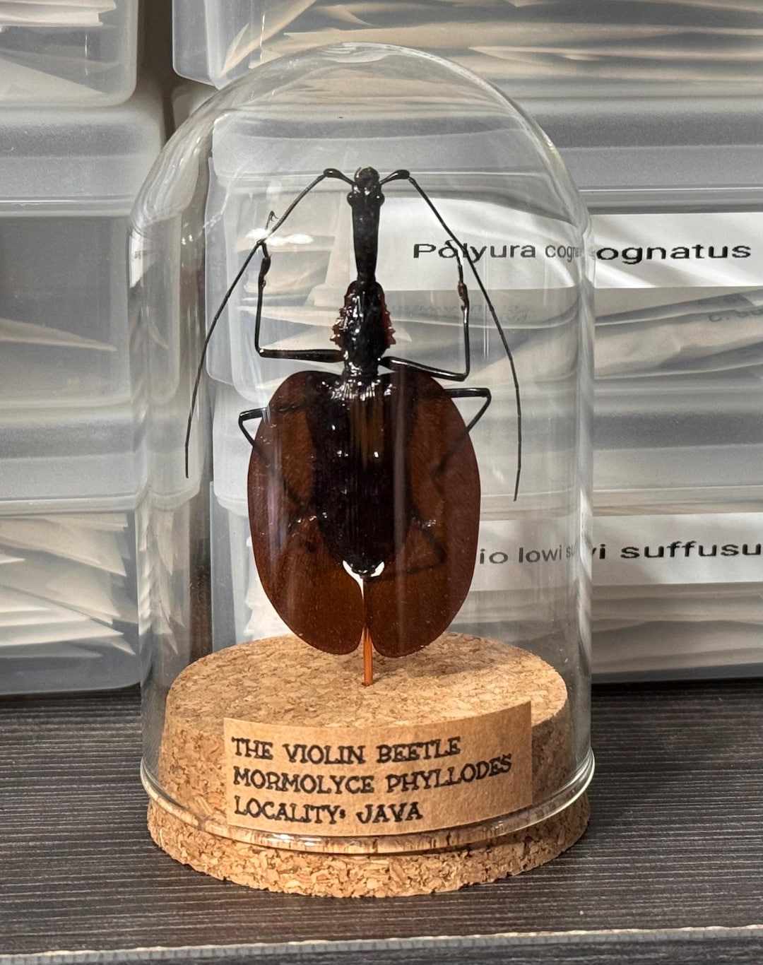 Violin Beetle, Mormolyce Phyllodes, Mounted in a Bell Jar, Cloche, Dome ...