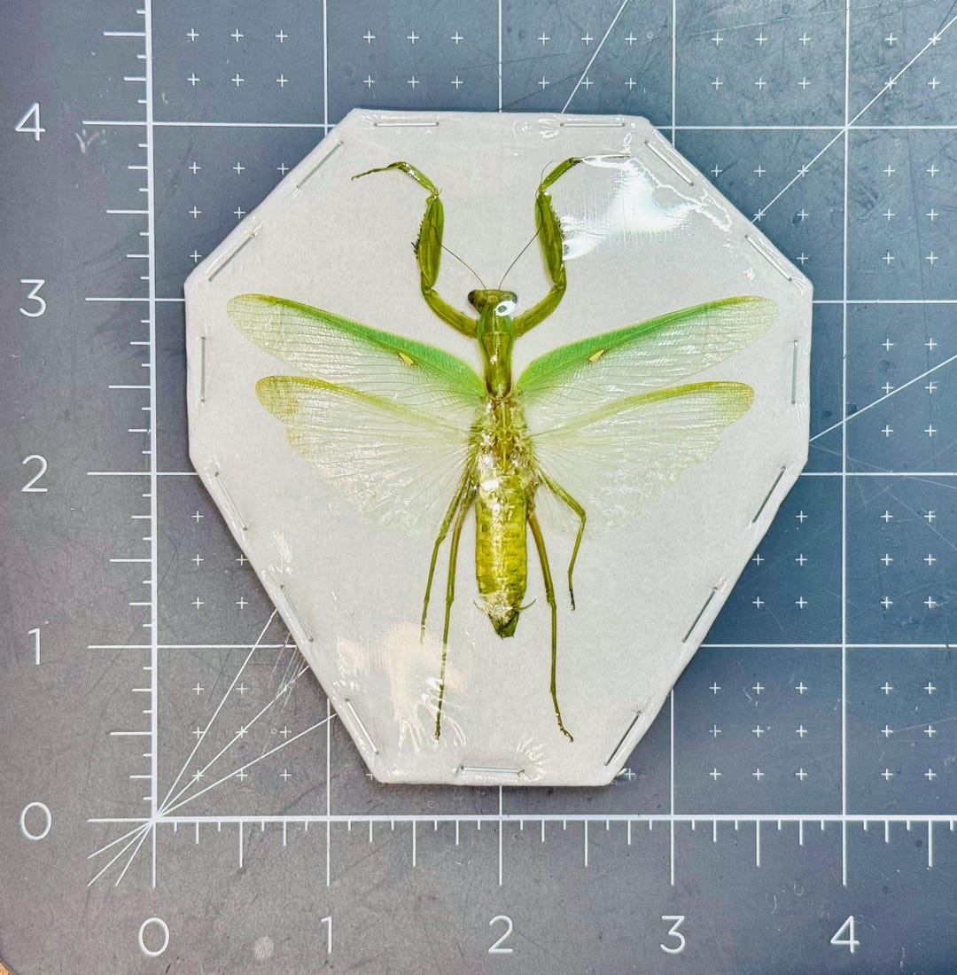 Hierodula Patellifera, Giant Asian Mantis, Male, Mounted With Wings ...