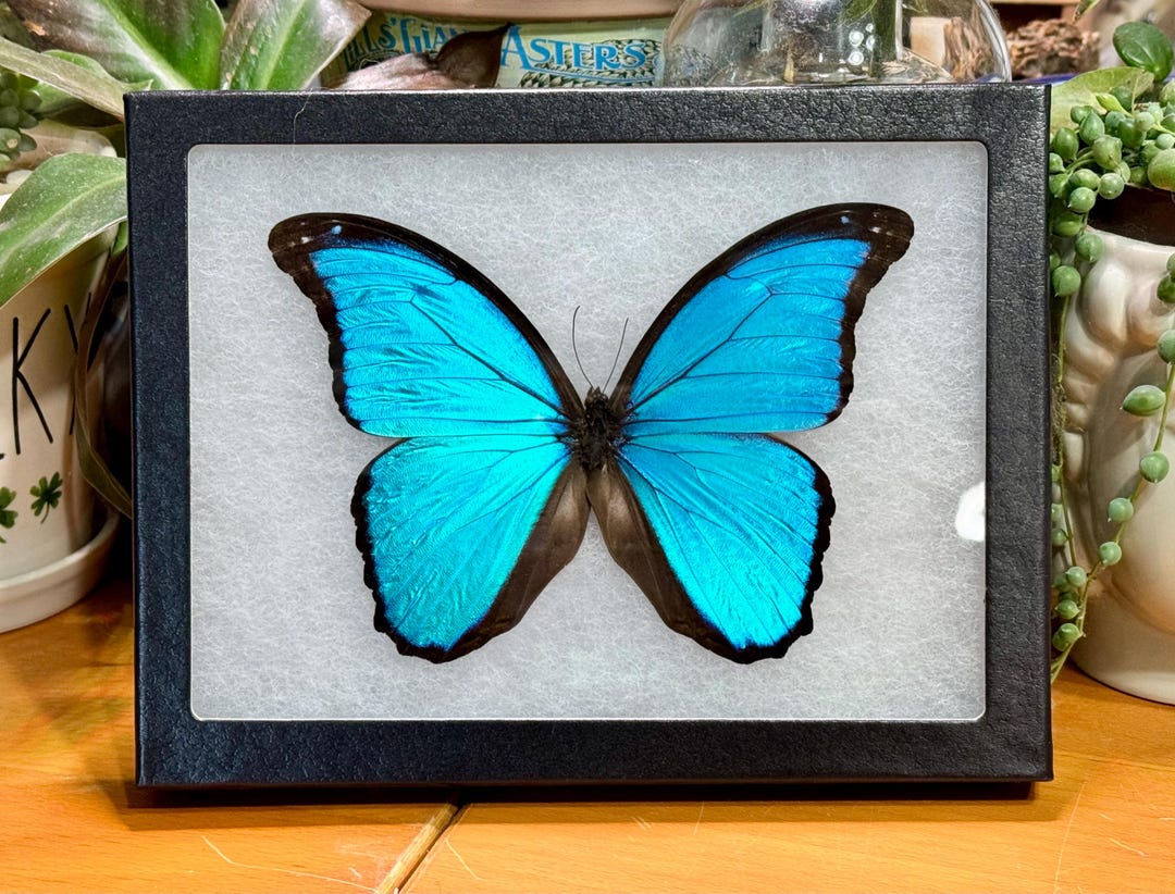 Framed Blue Morpho Butterfly, Real Dried Specimen in Riker Mount - Etsy