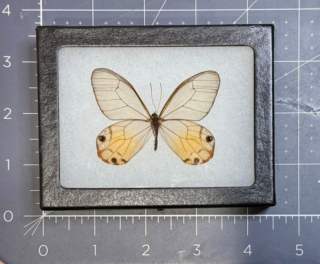 The Amber Phantom Clearwing Butterfly, Haetera Piera, Mounted and ...