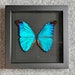 Rare Neon Blue Morpho Butterfly, Morpho Absoloni, Mounted (wings Spread ...