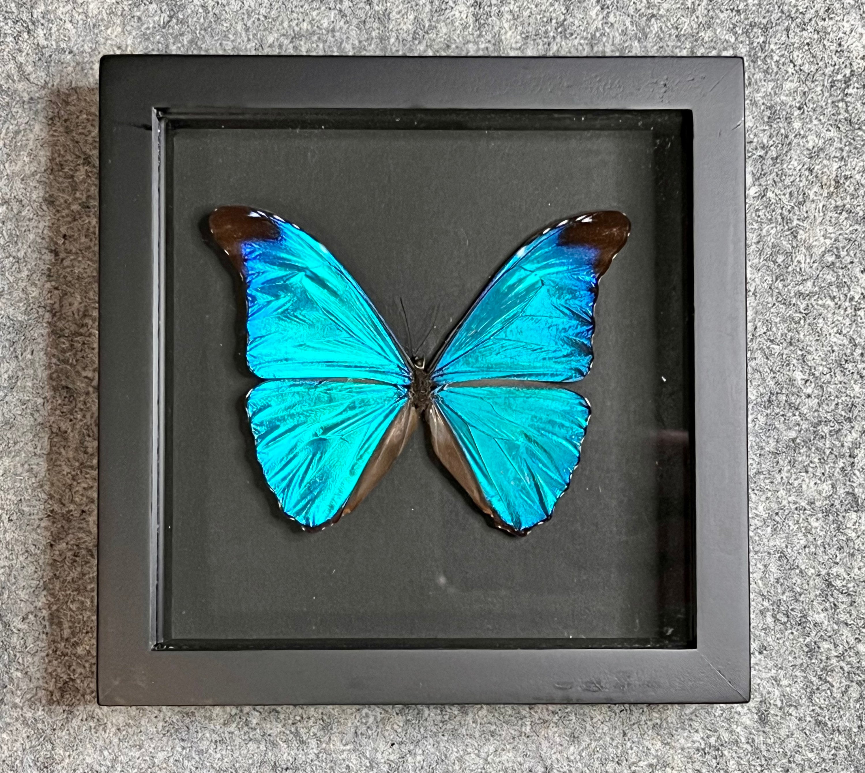 Rare Neon Blue Morpho Butterfly, Morpho Absoloni, Mounted (wings Spread ...