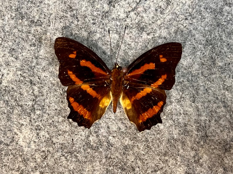 The Himalayan Jester Butterfly Symbrenthia Hypselis Wings - Etsy