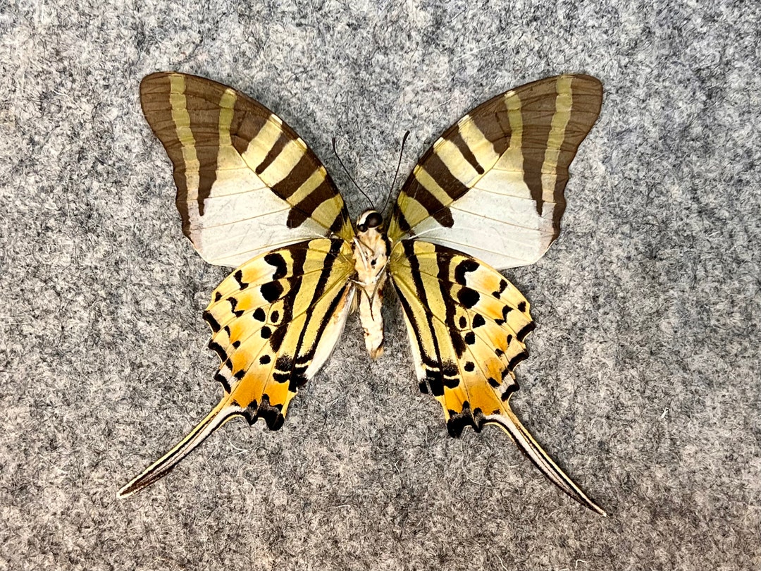 The Five-bar Swordtail Butterfly, Graphium Antiphates, Unmounted (wings ...