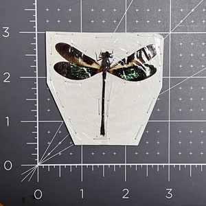 Euphaea Variegata, Teal and Violet Damselfly (A-), Mounted, Spread ...