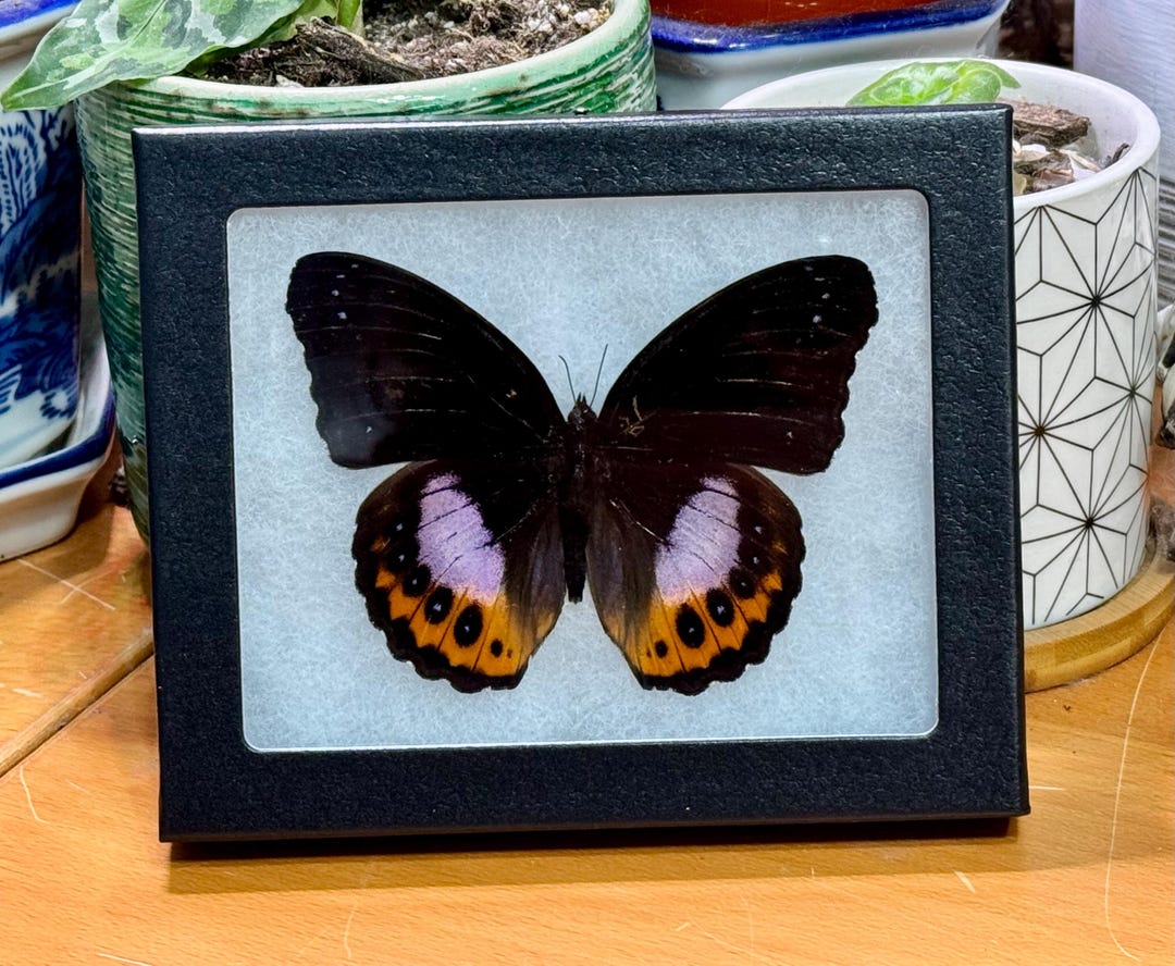 The Eight-spot Diadem or Eggfly Butterfly, Hypolimnas Pandarus, Male ...
