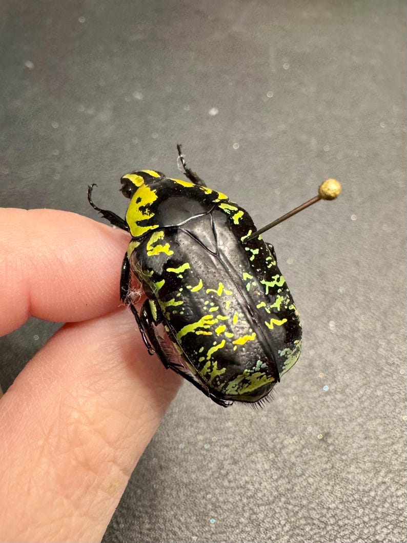 Malagasy Green Flower Beetle, Euchroea Coelestis Coelestis, UNMOUNTED ...