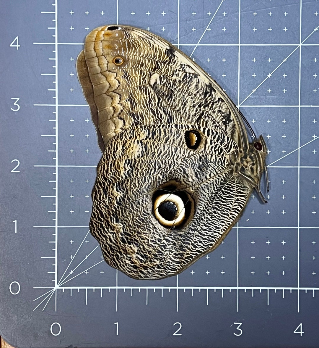 Forest Giant Owl Butterfly Caligo Eurilochus Wings Closed - Etsy