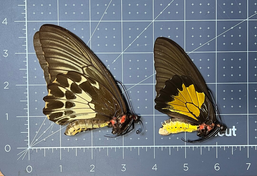 Troides Oblongomaculatus Pair of Oblong-spotted Birdwing Butterflies ...