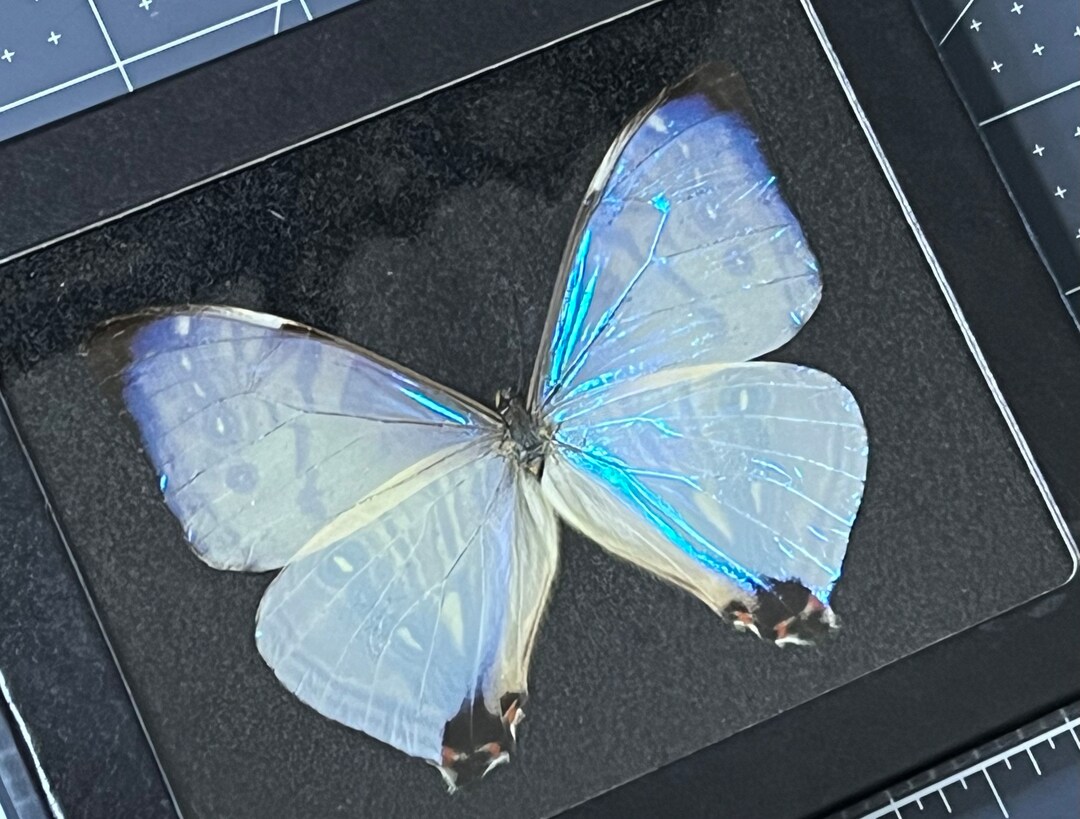 Mother of Pearl Morpho Butterfly, Morpho Sulkowskyi, Male, Mounted and ...