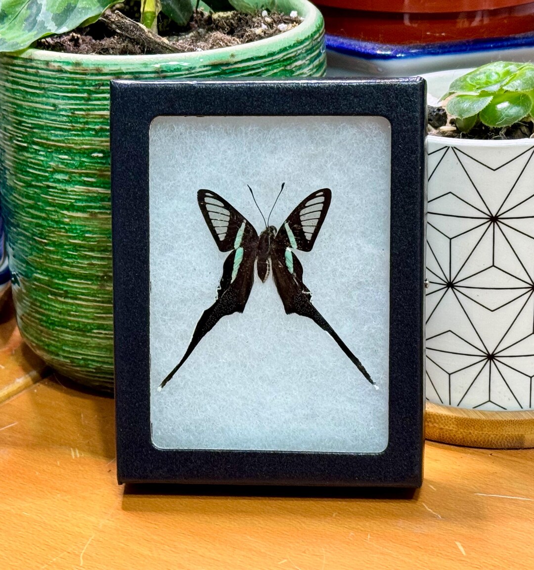Green Dragontail Swallowtail Butterfly, Lamproptera Meges Decius ...