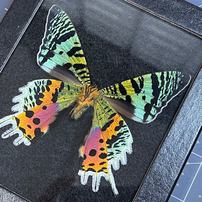 Large Framed Moth Mounted - Etsy