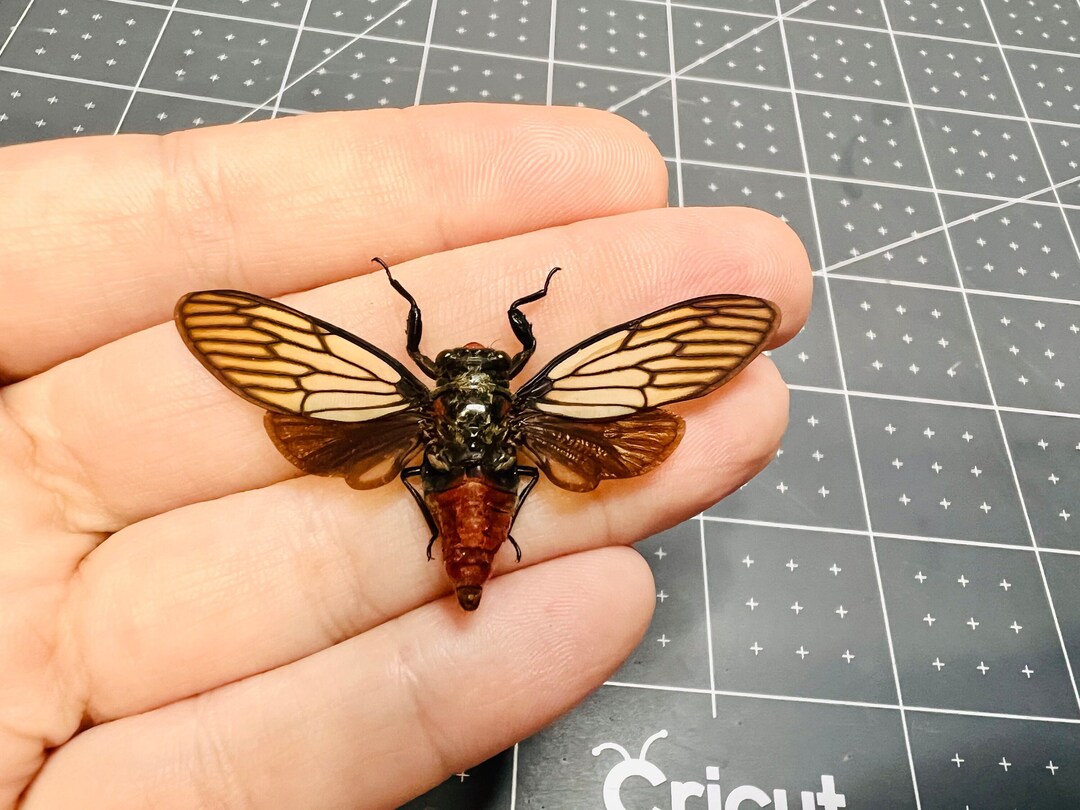 Red Devil Cicada, Huechys Incarnata, Wings Spread, Real, Dried ...