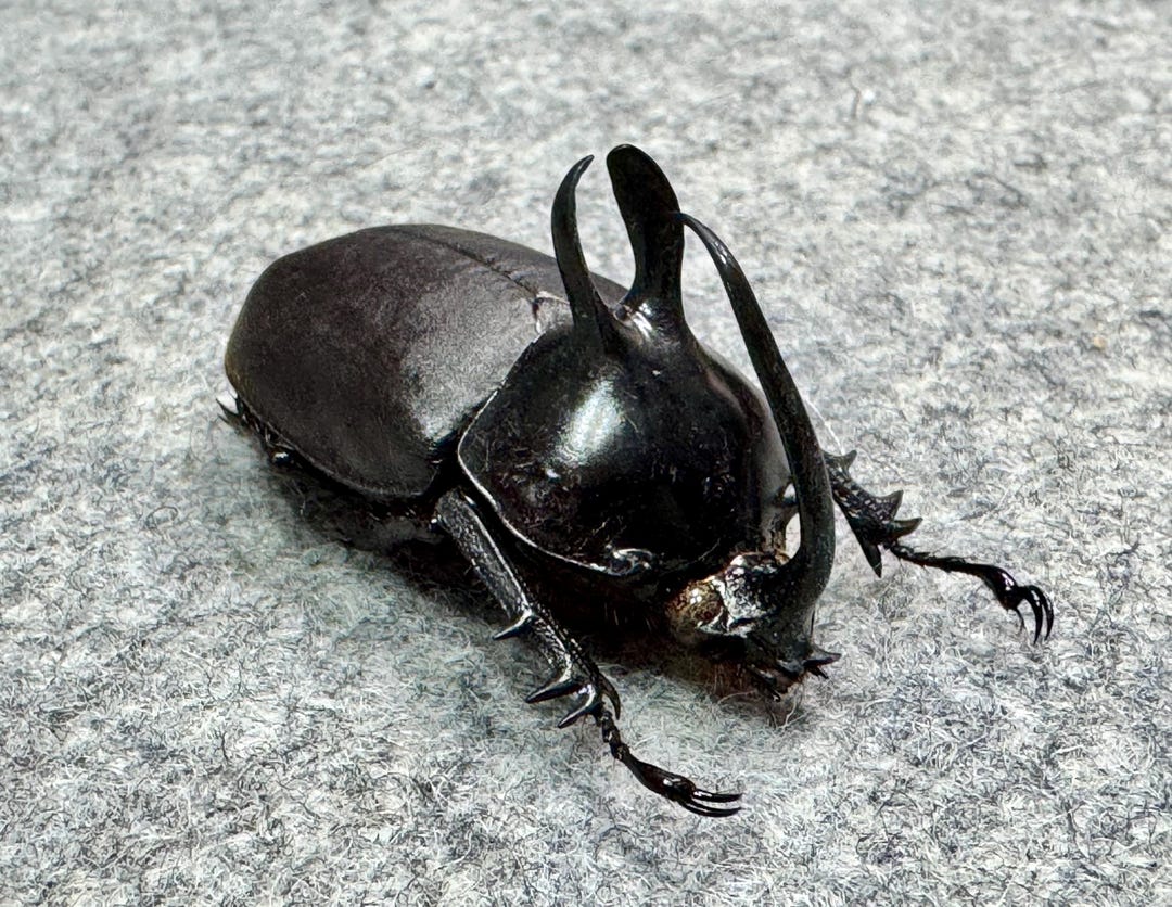 Rabbit Bunny Ear Beetle, Eupatorus Birmanicus, +50-55mm, Thailand ...