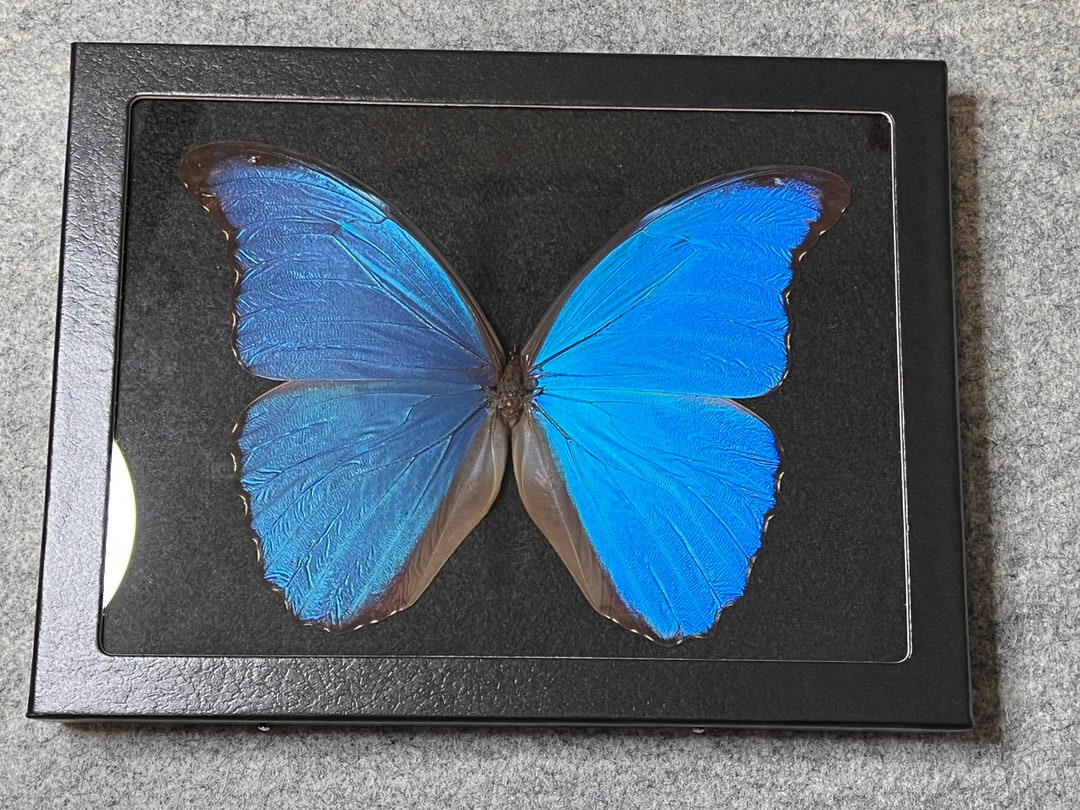 Giant Blue Morpho Butterfly, Morpho Didius Tingomariensis, Mounted in a ...