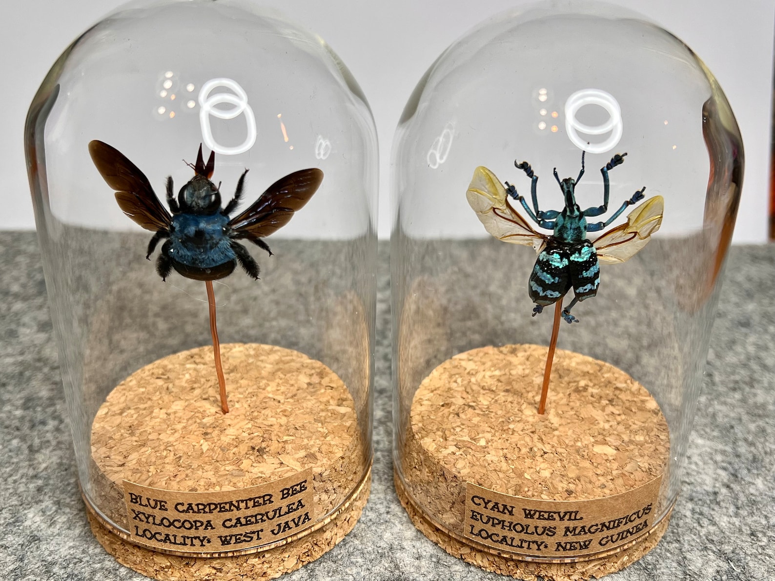 Large Size Real Dried Insect Beetle Bug in a Bell Jar - Etsy