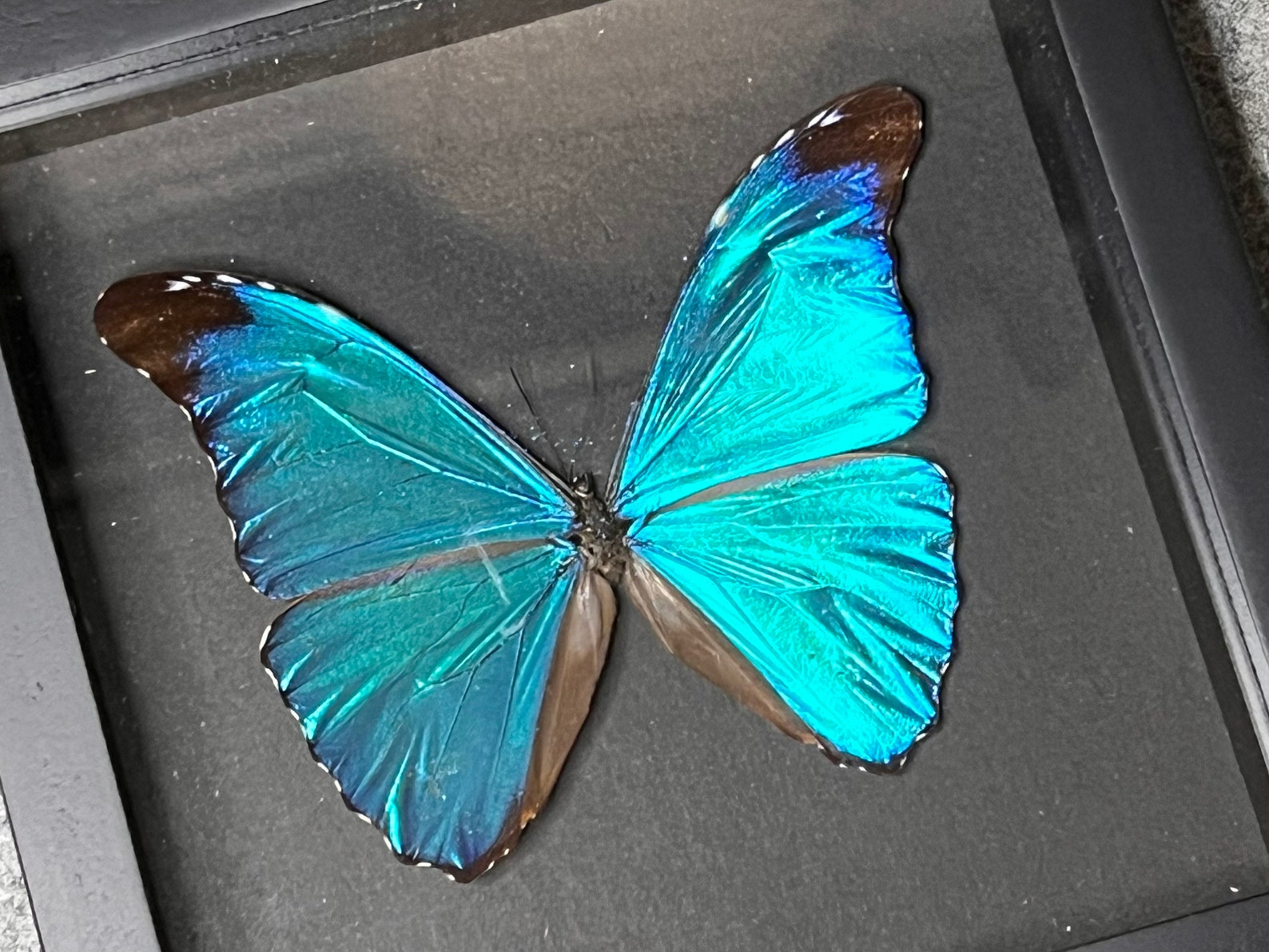 Rare Neon Blue Morpho Butterfly, Morpho Absoloni, Mounted (wings Spread ...