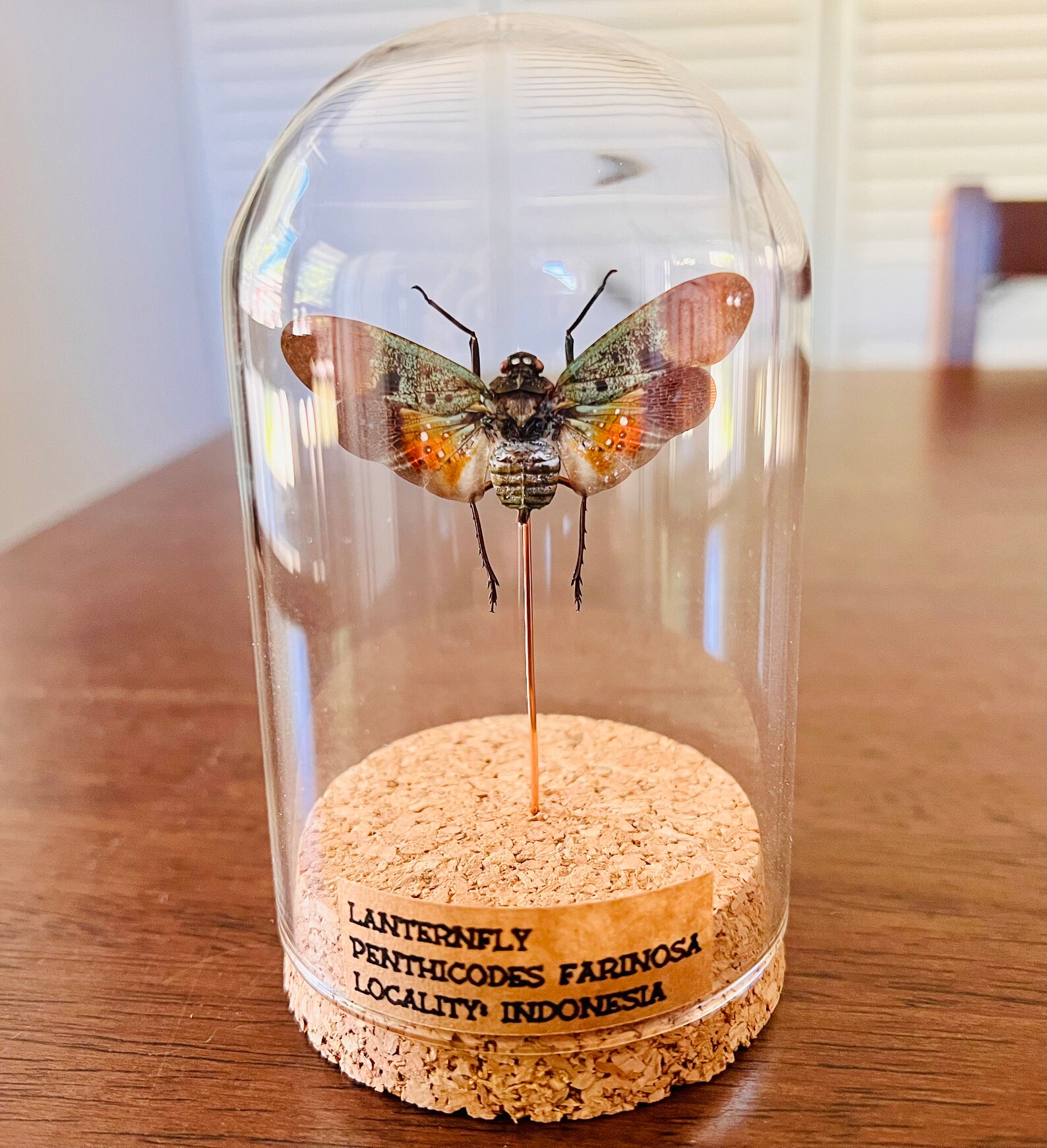 Large Size Real Dried Insect Beetle Bug in a Bell Jar - Etsy