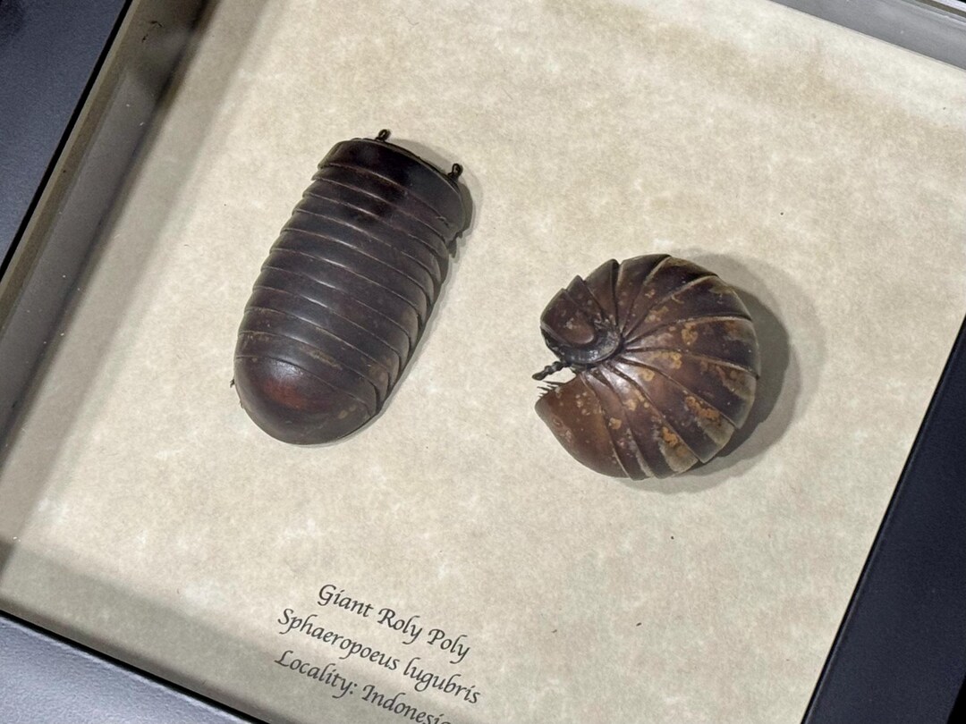 Giant Roly Poly, Sphaeropoeus Lugubris, Indonesia, Mounted (open and ...