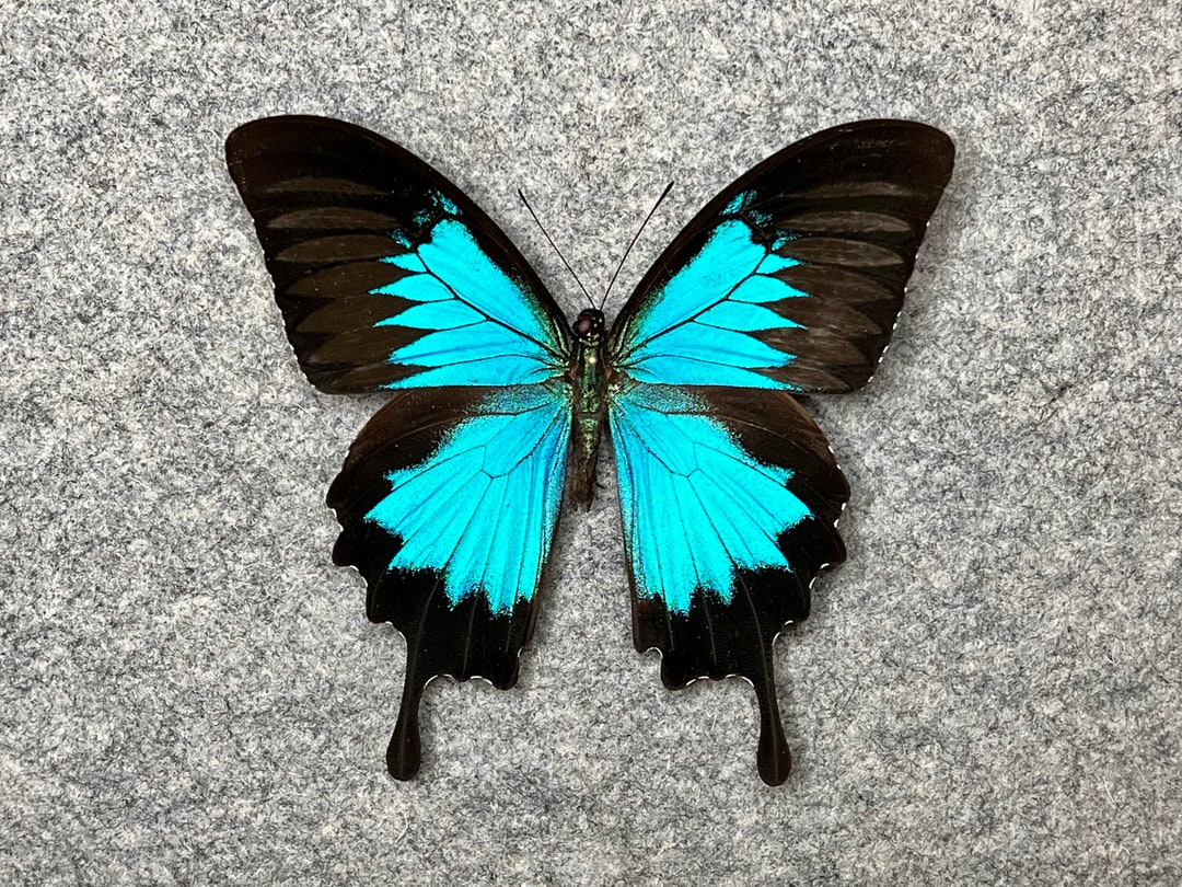 Ulysses Swallowtail Butterfly, Papilio Ulysses Ulysses, UNMOUNTED ...