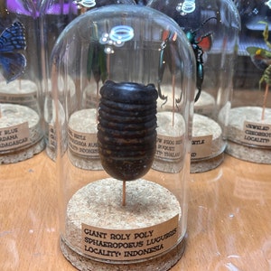 Giant Roly Poly Pill Bug, Sphaeropoeus Lugubris, Mounted in a Bell Jar ...