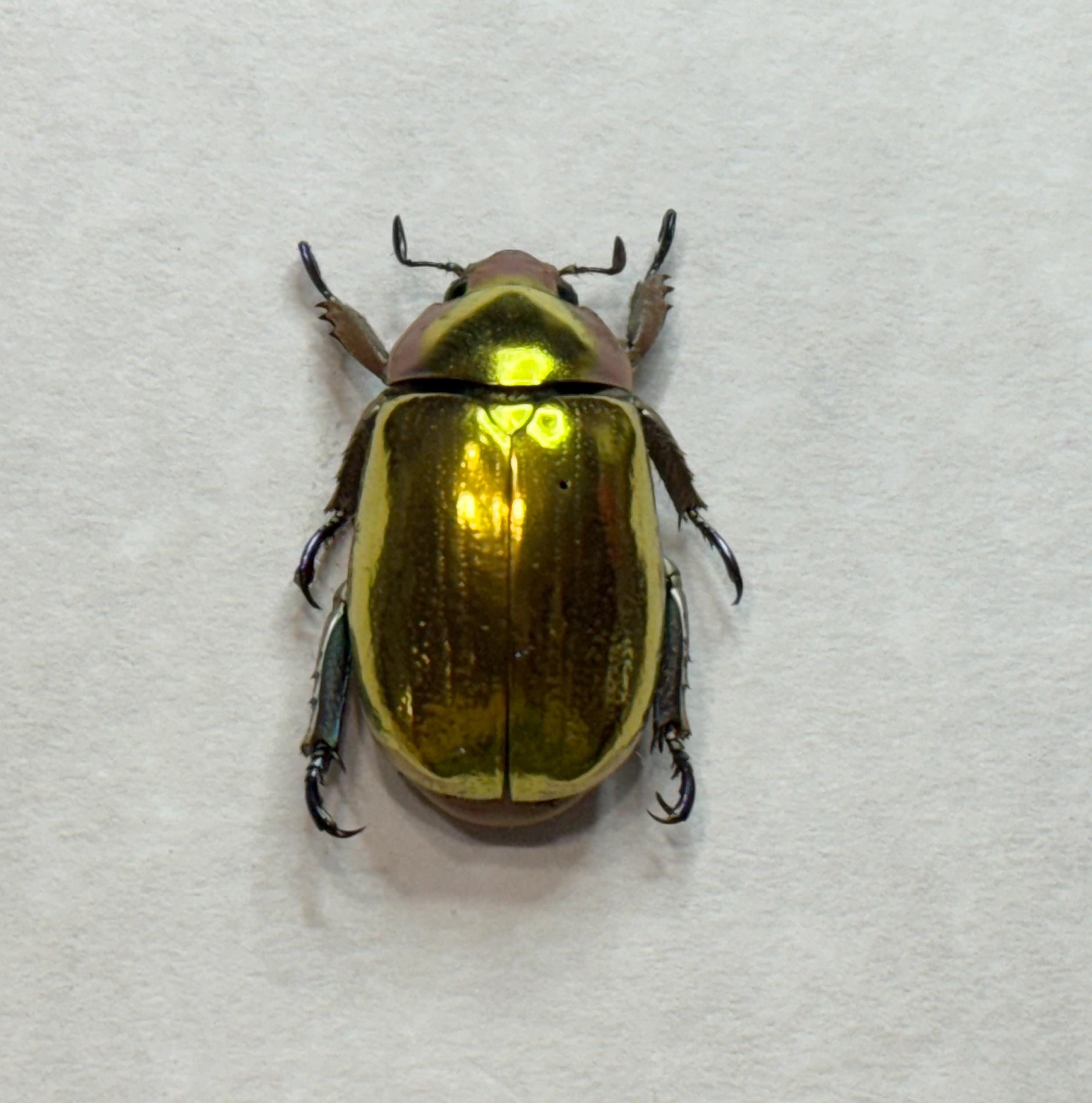 Chrysina Aurigans, RARE Shiny Golden Scarab Beetle, XL Size (30.6 Mm ...
