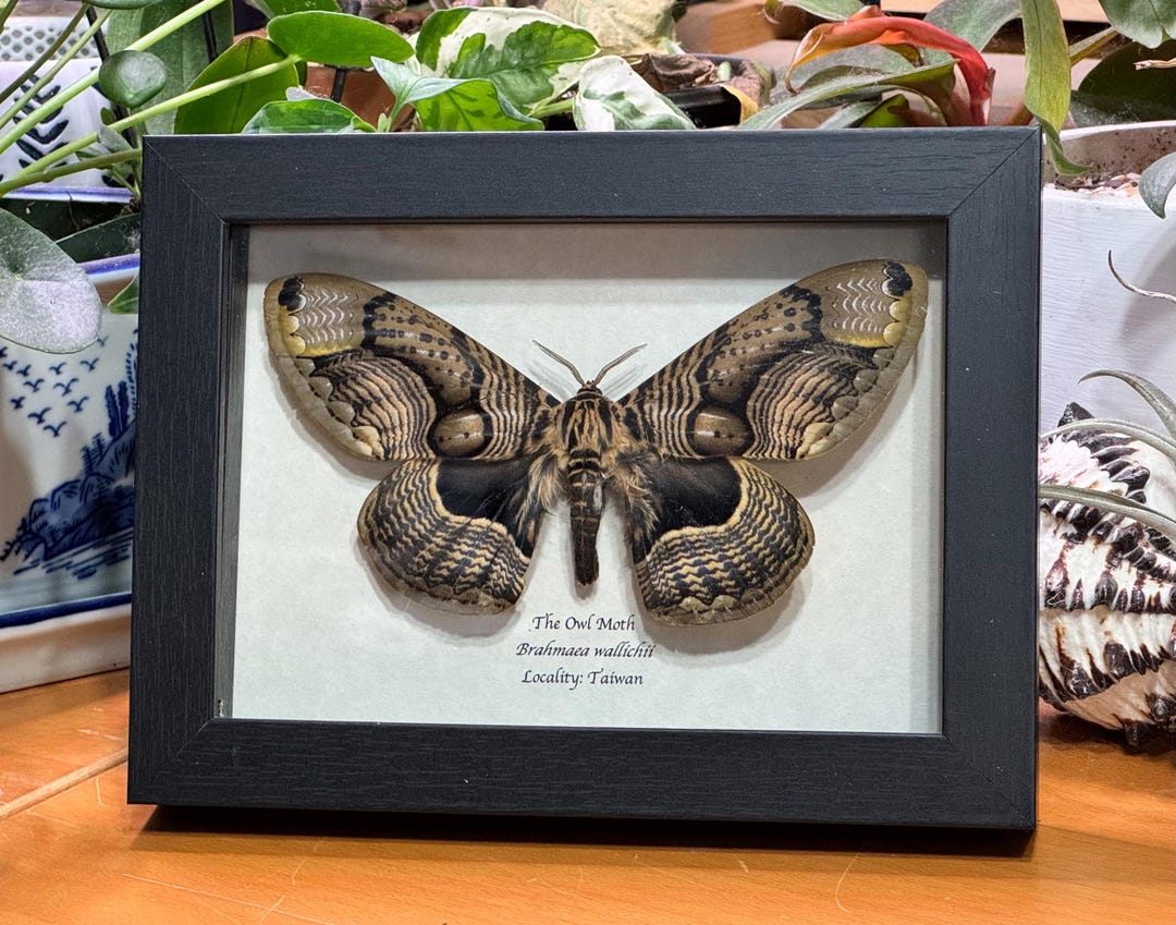 Huge Owl Moth, Brahmaea Wallichii, Mounted and Framed in a Black ...