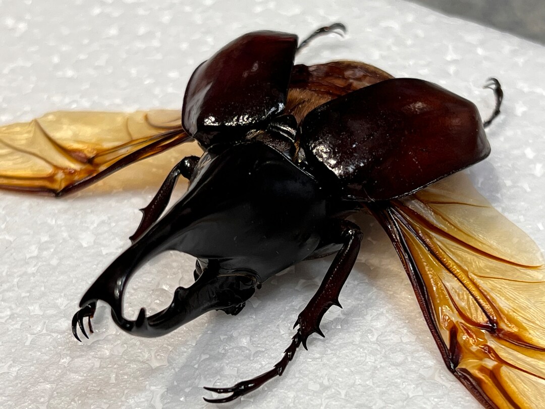 Xylotrupes Gideon Gideon, MOUNTED, Wings Spread, the Brown Rhinoceros ...