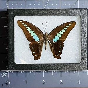 Common Bluebottle Butterfly, Graphium Sarpedon, Wings FOLDED or Mounted ...