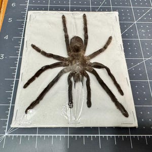 Large Java Yellow Kneed Tarantula, Selenocosmia Javanensis ...