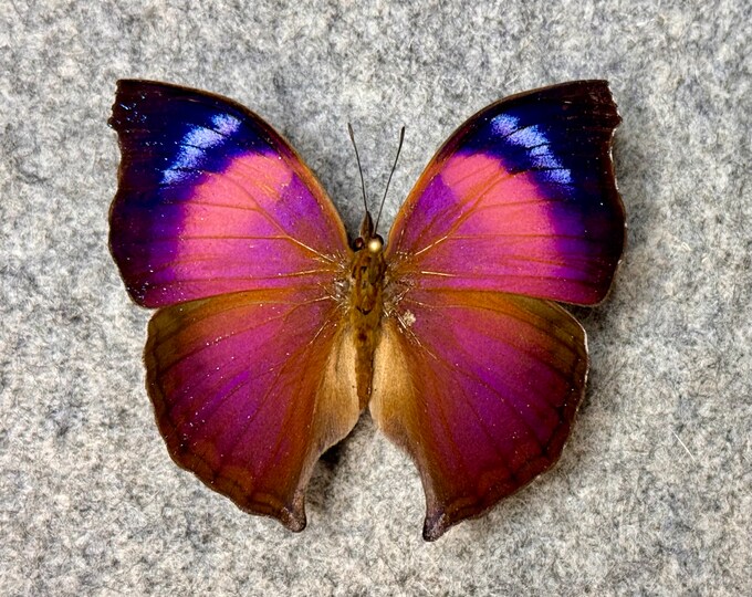 Real Crenis Pechueli Butterfly, Spread for Your Project or Laminated or ...