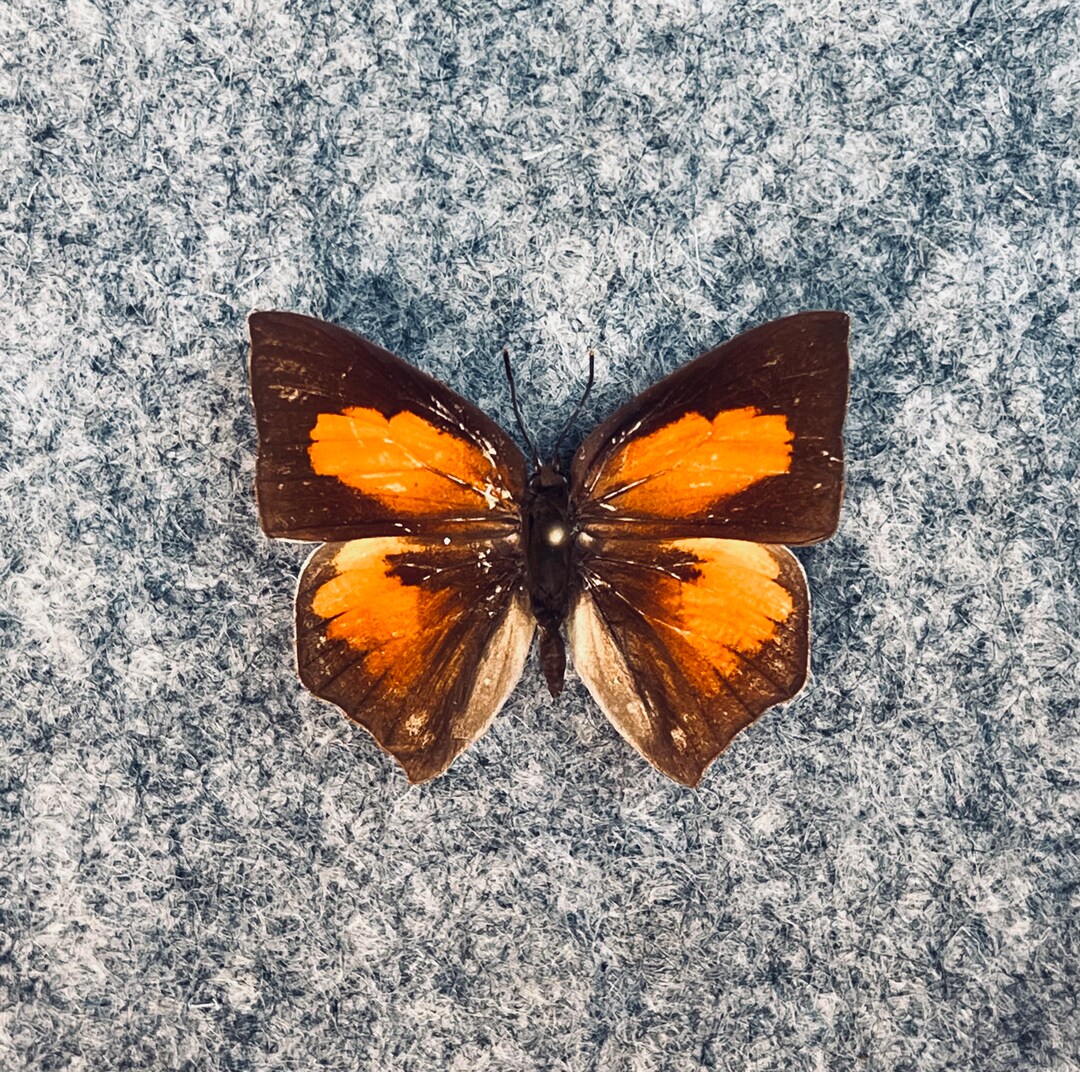 The Angled Sunbeam, Curetis Acuta, UNMOUNTED (wings Closed), Real ...