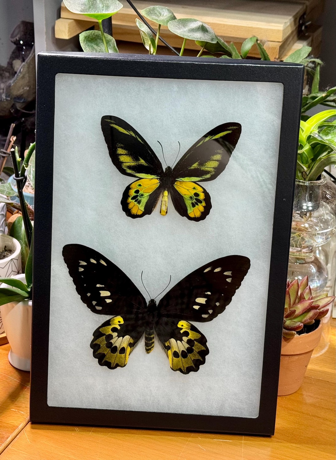 Framed Rothschild Birdwing Butterfly Pair, Real Insect Display - Etsy
