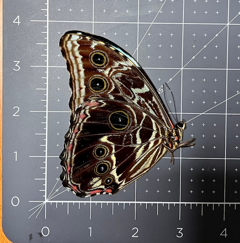 Blue Morpho Butterfly Morpho Deidamia Mariae Wings Closed - Etsy