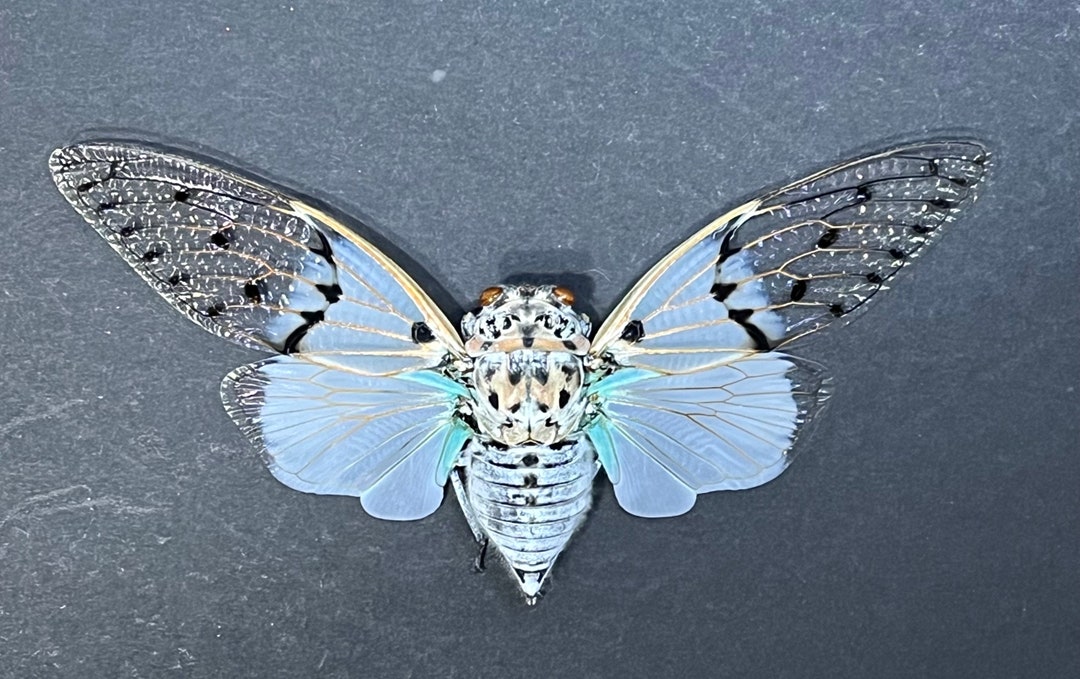 White Ghost Cicada, Ayuthia Spectabile, Rare, Wings Spread, Real ...