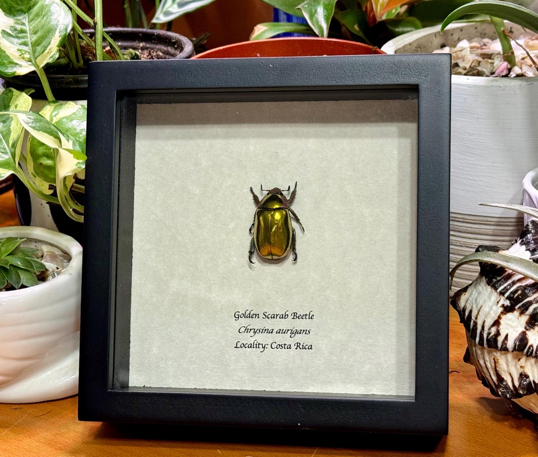 Chrysina Aurigans, RARE Shiny Golden Scarab Beetle, XL Size 30.6 Mm ...