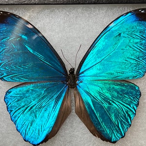 RARE Morpho Absoloni Butterfly, Mounted (wings Spread) in a Riker Mount ...