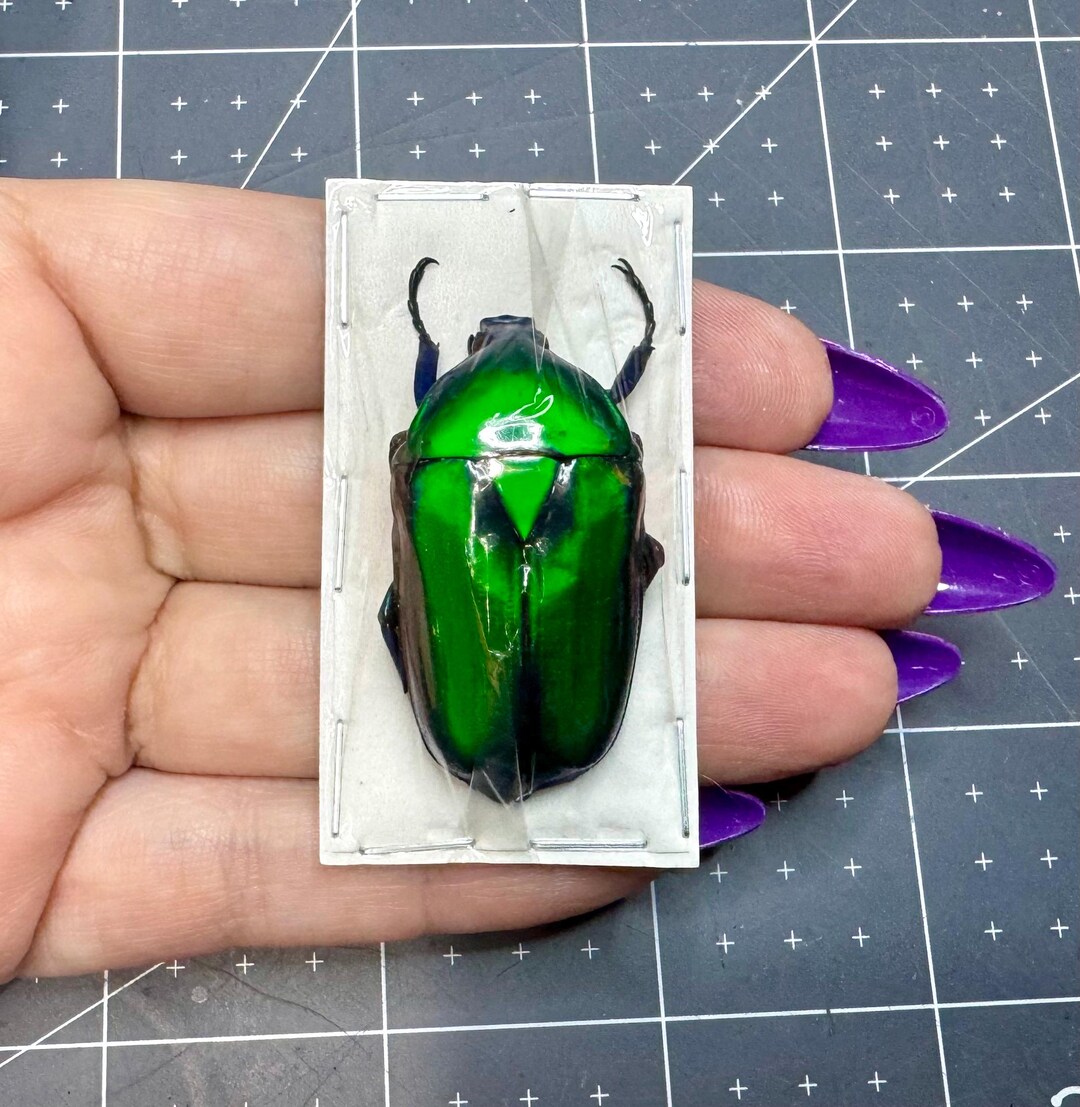 Rhomborhina Gigantea, Giant Green Scarab Beetle, Cetoniinae, Unmounted ...