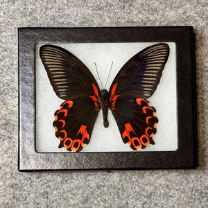 Red Mormon Swallowtail Butterfly, Papilio Deiphobus Deiphobus, Mounted ...