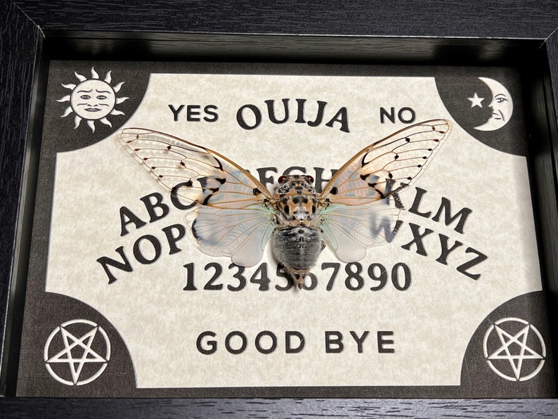 Ghost Cicada, Ayuthia Spectabile, Mounted and Framed on a Ouija Board ...