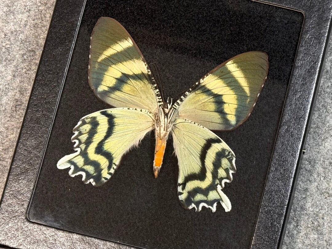 Zodiac Moth, Alcides Orontes, Verso, Mounted and Framed in a Riker ...