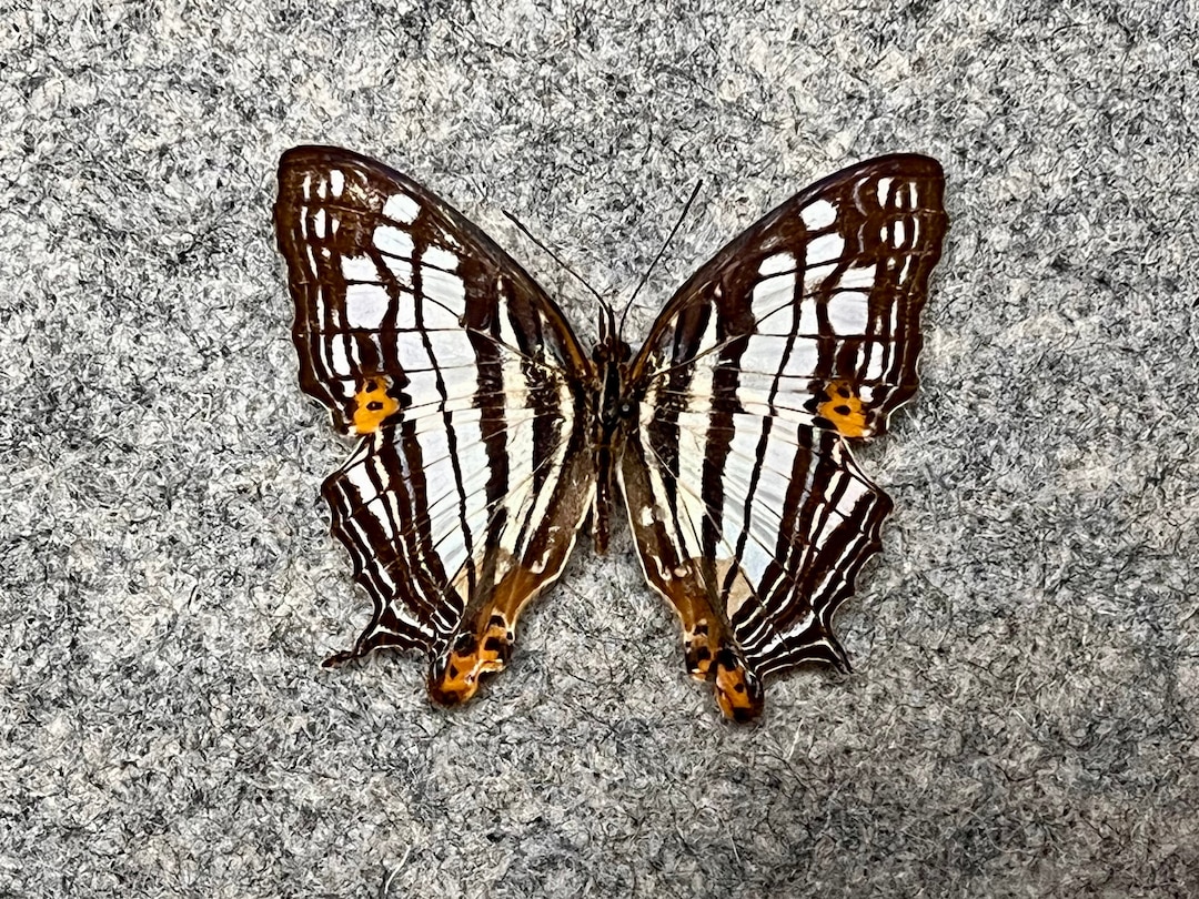 Common Mapwing Butterfly, Cyrestis Maenalis, UNMOUNTED (wings FOLDED ...