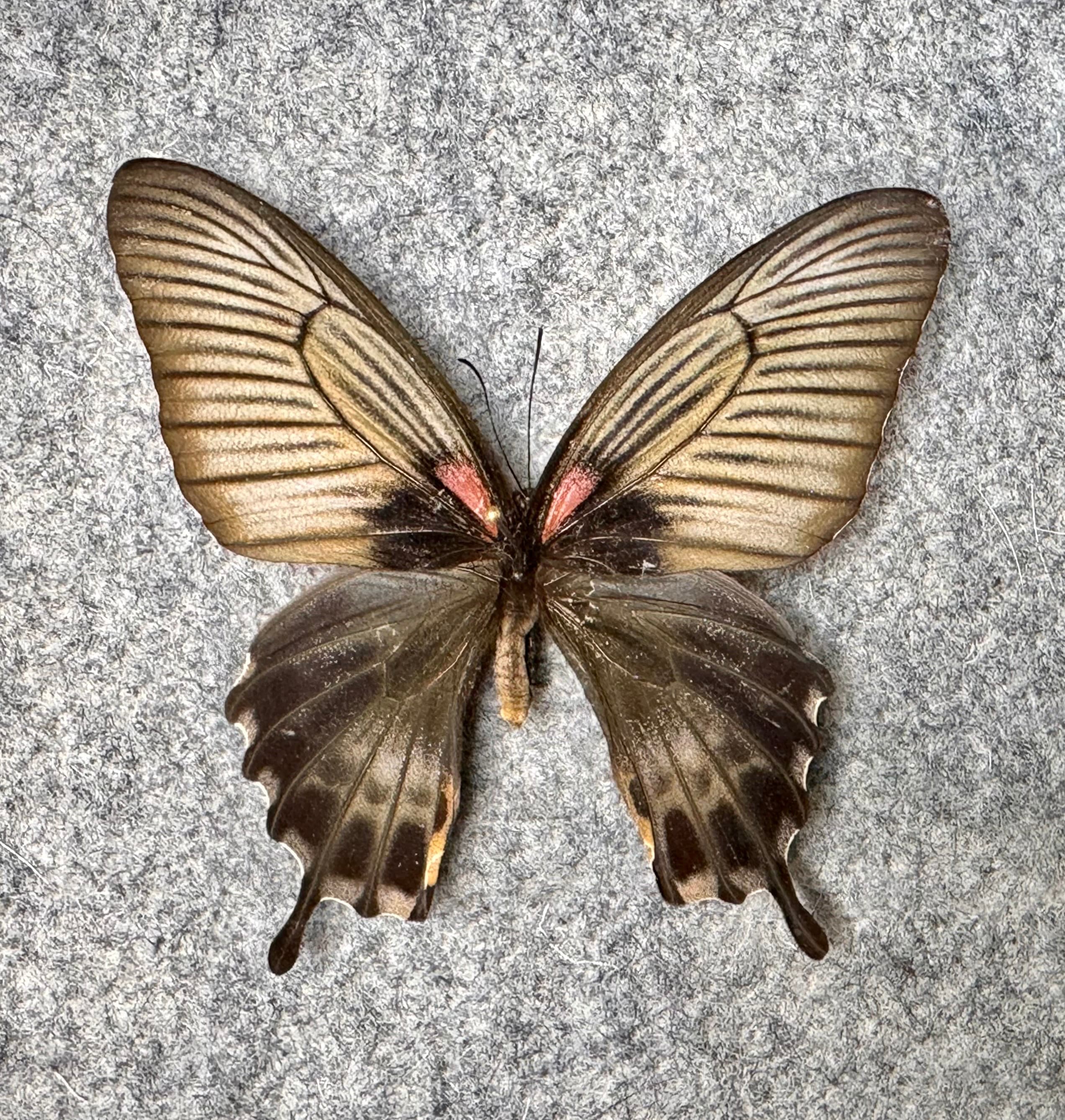 Tailed Great Yellow Mormon Swallowtail Butterfly, Papilio Lowi Suffusus ...