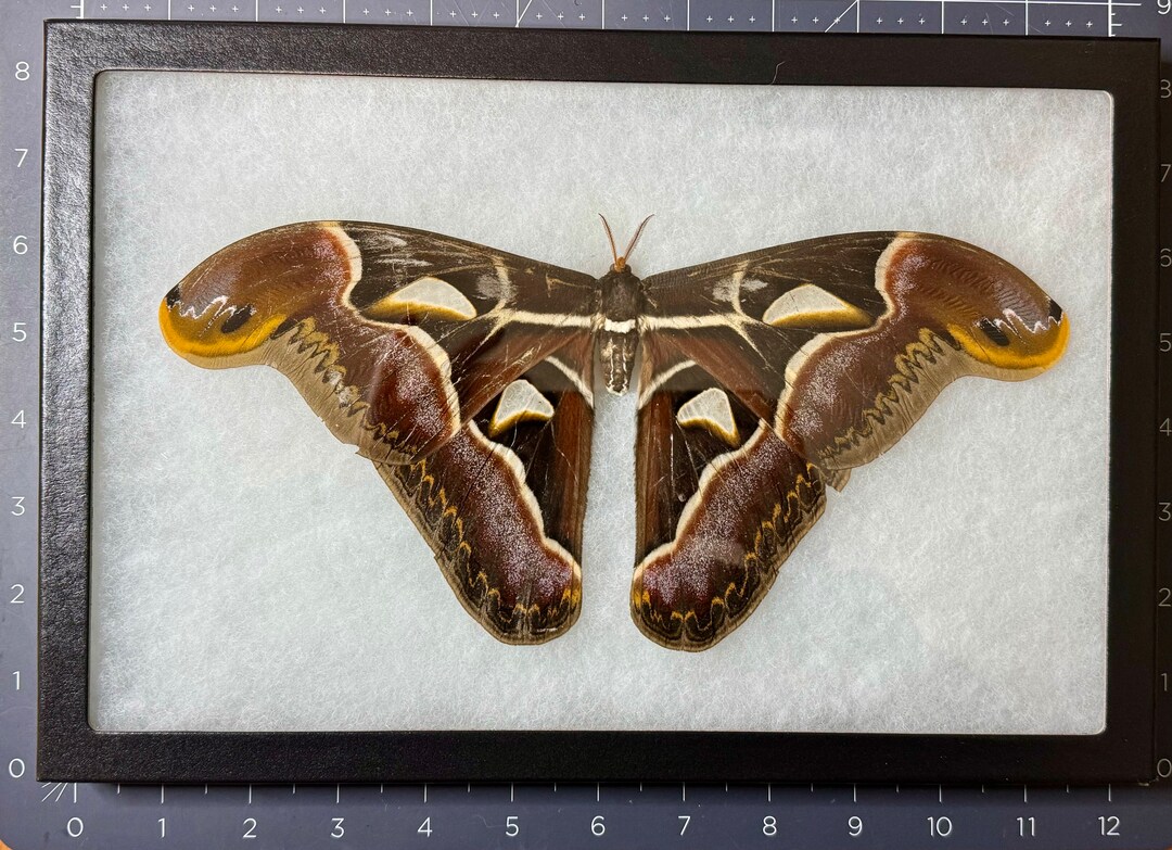 GIANT Archaeoattacus Edwardsii, Edward's Atlas Moth, Female, Mounted ...