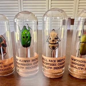 Real, Dried Insect, Beetle, Bug in a Bell Jar, Cloche, Dome Jar ...