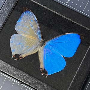 Mother of Pearl Morpho Butterfly, Morpho Sulkowskyi, Male, Mounted and ...