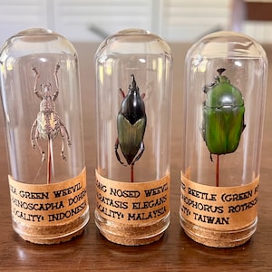 Real, Dried Insect, Beetle, Bug in a Bell Jar, Cloche, Dome Jar ...