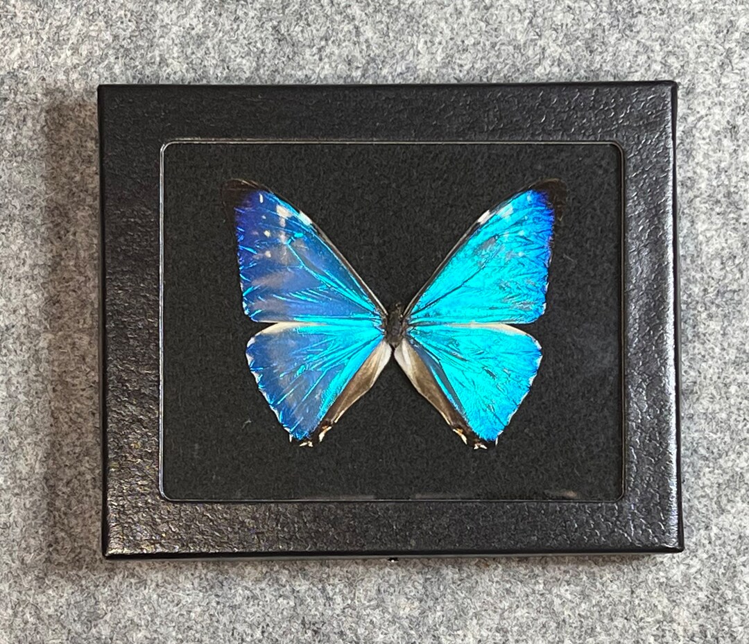 Morpho Zephyritis Butterfly, Mounted and Framed in a Riker Mount - Etsy