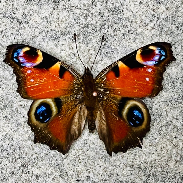 Mounted Butterflies - Etsy